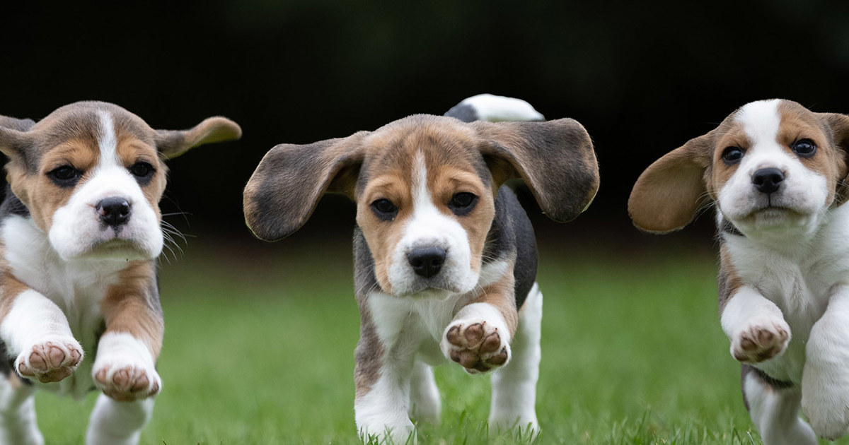 Grain Free Puppy Food - Black Hawk