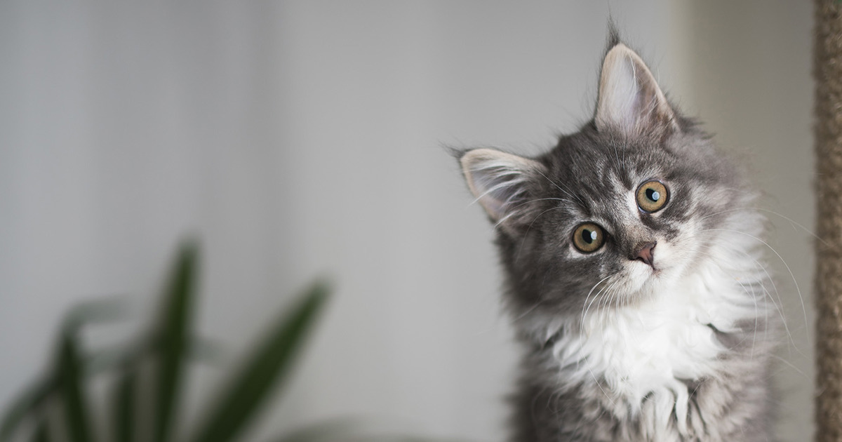 Black Hawk Kitten Guide - Black Hawk