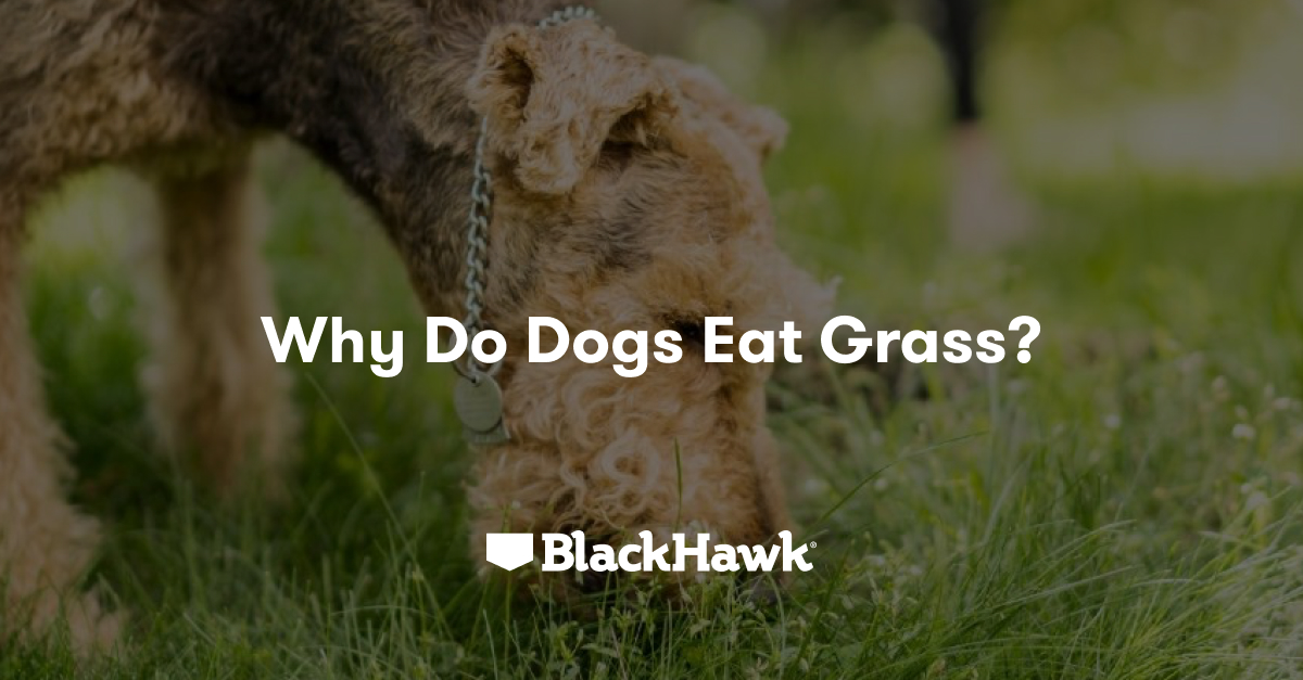 Why do Dogs eat Grass? | Black Hawk - Black Hawk