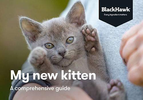 Kitten Guide - Request Received - Black Hawk
